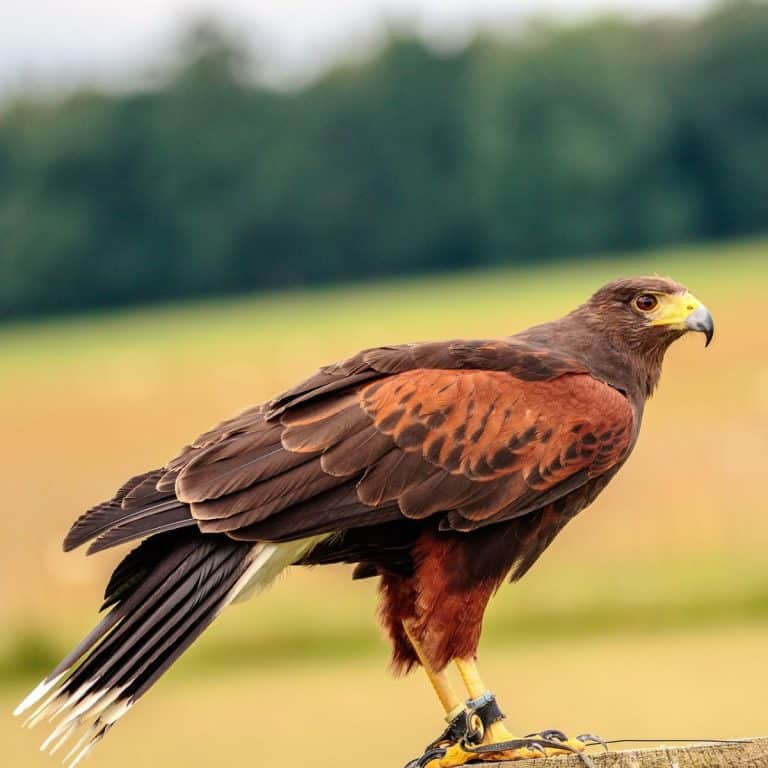 Spiritual meaning of a HAWK flying over you - Awakening State