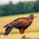 Spiritual meaning of a HAWK flying over you - Awakening State