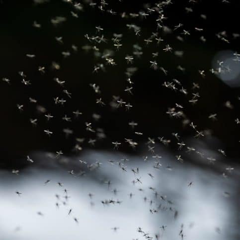 Gnats Spiritual Meaning - Awakening State