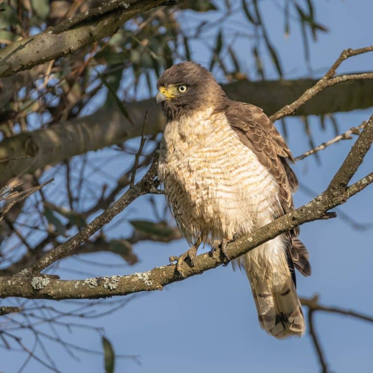 Spiritual meaning of a HAWK flying over you - Awakening State