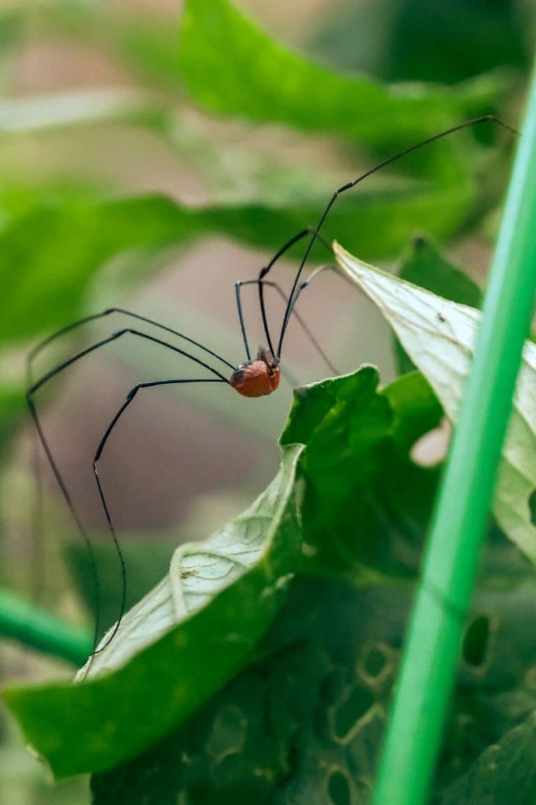 Daddy Long Legs: Spiritual Meaning - Awakening State