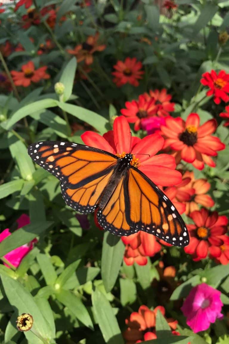 Spiritual Meaning of Monarch Butterfly Flying Around You - Awakening State