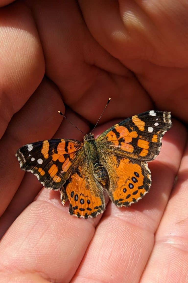 Spiritual Meaning of Monarch Butterfly Flying Around You - Awakening State