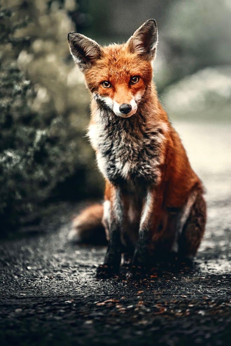 The spiritual meaning of a FOX crossing your path - Awakening State