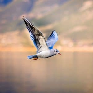 Grey and White mixed feather: meaning - Awakening State