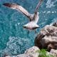 Seagull: Spiritual Meaning + Seagull Feather Meaning - Awakening State