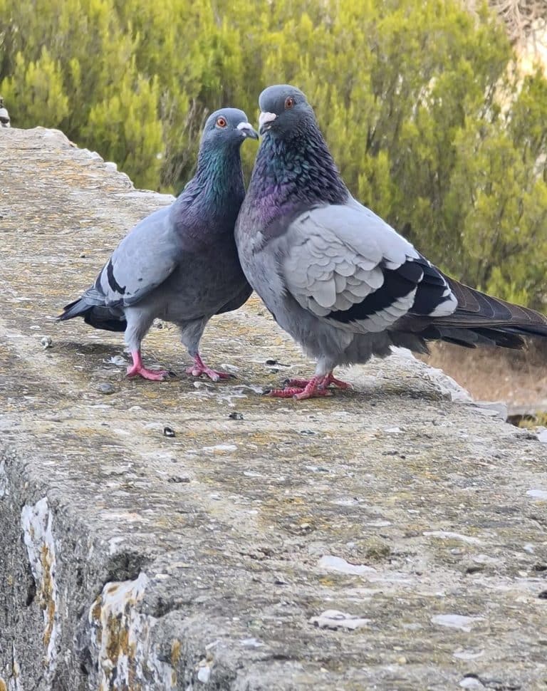 What Does it Mean When a Grey Dove Visits You? 2, 3, 4 - Awakening State
