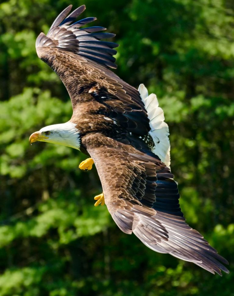 Two Eagles Flying Together: Spiritual Meaning + 3, 4, 5 - Awakening State