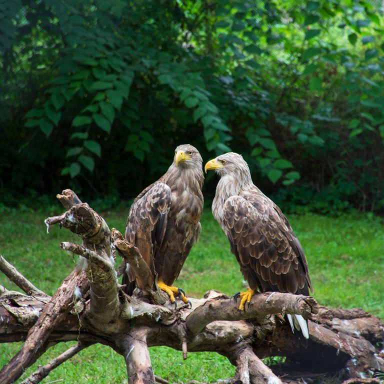 Two Eagles Flying Together: Spiritual Meaning + 3, 4, 5 - Awakening State