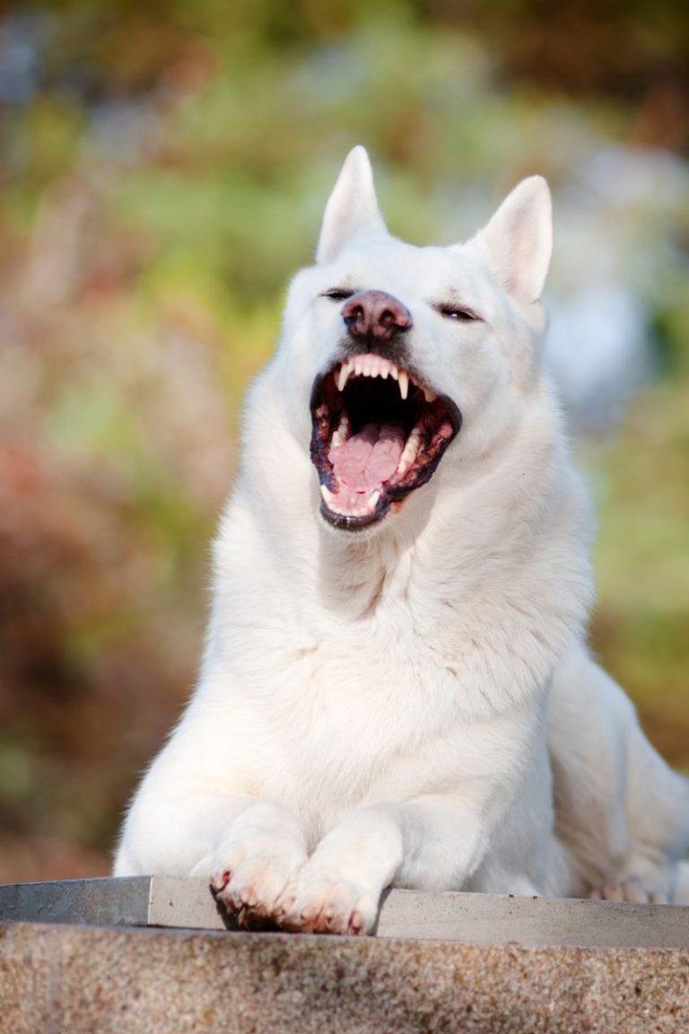 Dog With 2 Different Colored Eyes Spiritual Meaning - Awakening State