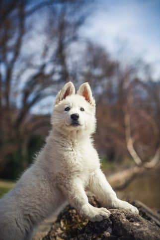Dog With 2 Different Colored Eyes Spiritual Meaning - Awakening State