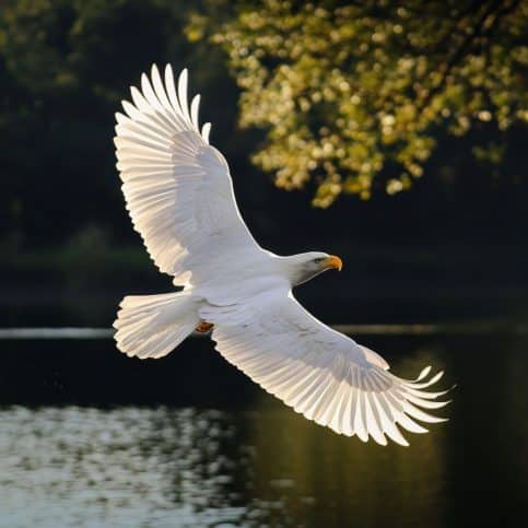 White Eagle Spiritual Meaning - Awakening State